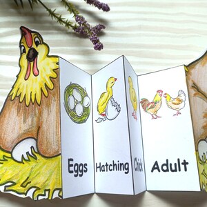 Chicken Life Cycle, Foldable Kids Craft, Montessori Digital Download ...