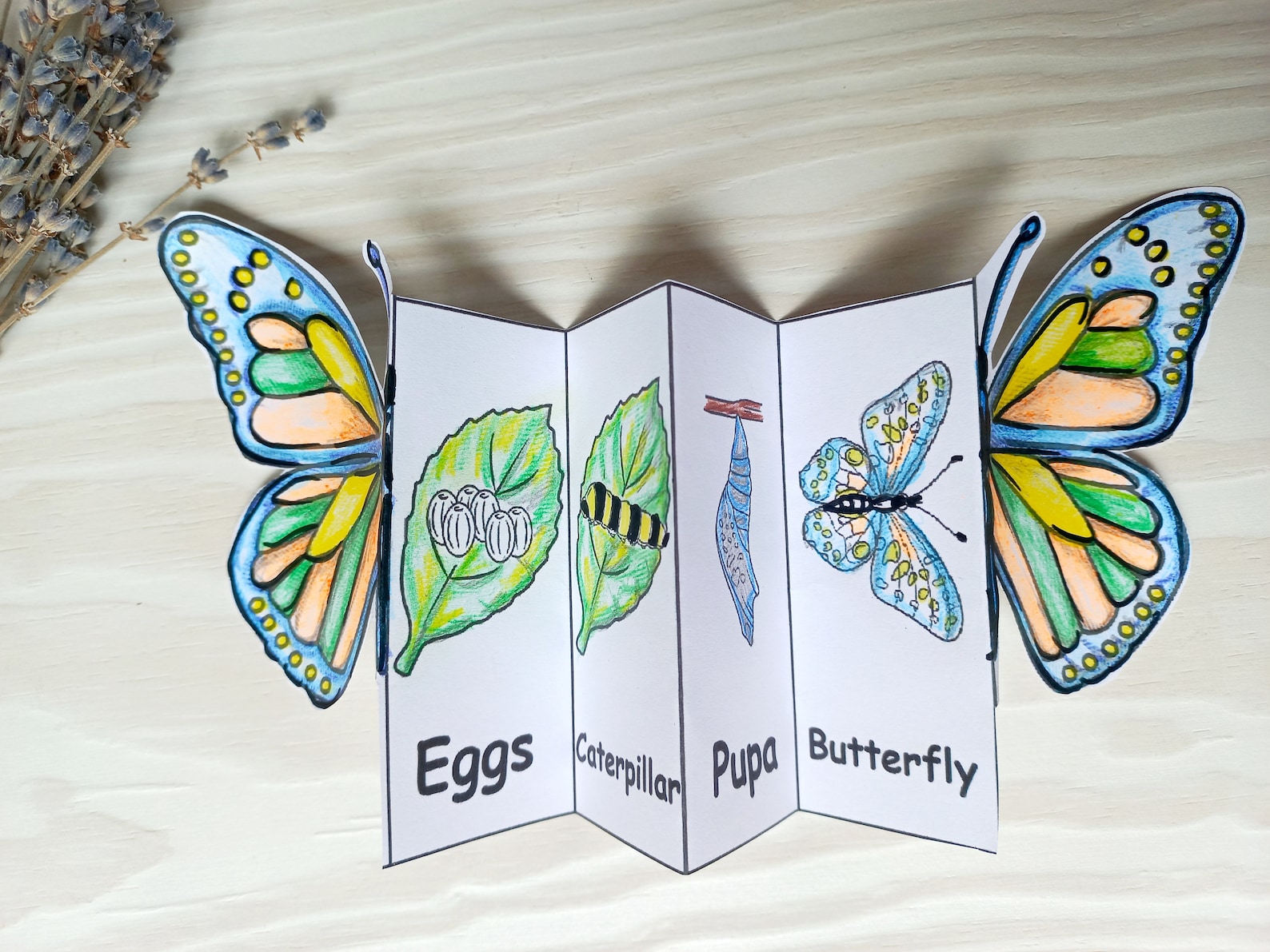 Butterfly Life Cycle, Foldable Butterfly, Montessori Cards Butterfly ...