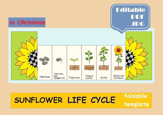 Ciclo De Vida De Un Girasol Girasol Tesoros Brillantes Material