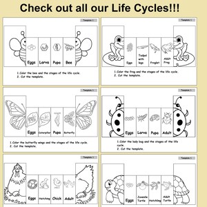 Sunflower Life Cycle, Montessori Cards, Digital Download Foldable Life ...