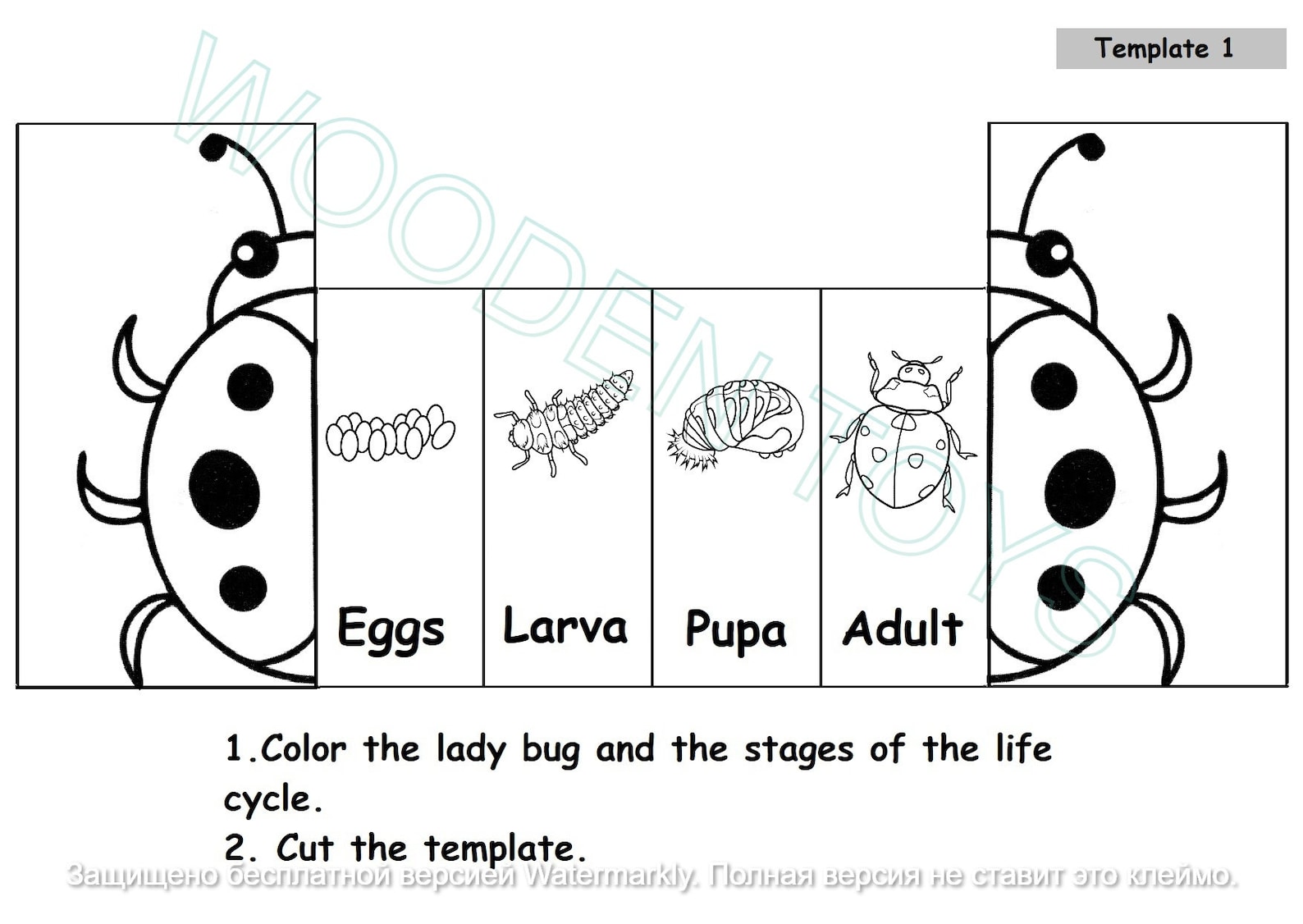 Ladybug Life Cycle, Montessori Material, Educational Toy Biology ...