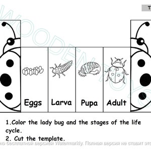 Ladybug Life Cycle, Montessori Material, Educational Toy Biology ...