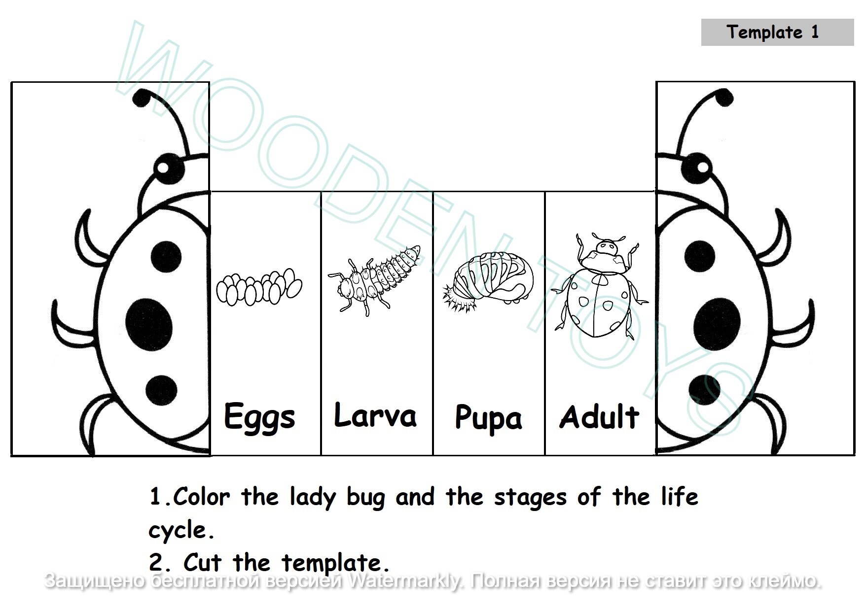 Ladybug Life Cycle, Montessori Material, Educational Toy Biology ...