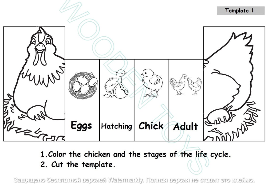 Chicken Life Cycle Foldable Kids Craft Montessori Digital - Etsy