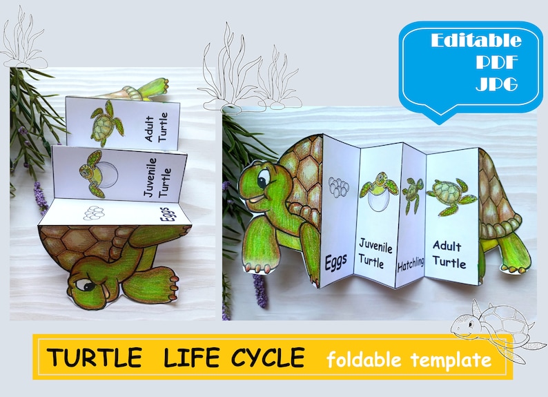 Turtle Life Cycle Montessori Cards Digital Download Print - Etsy