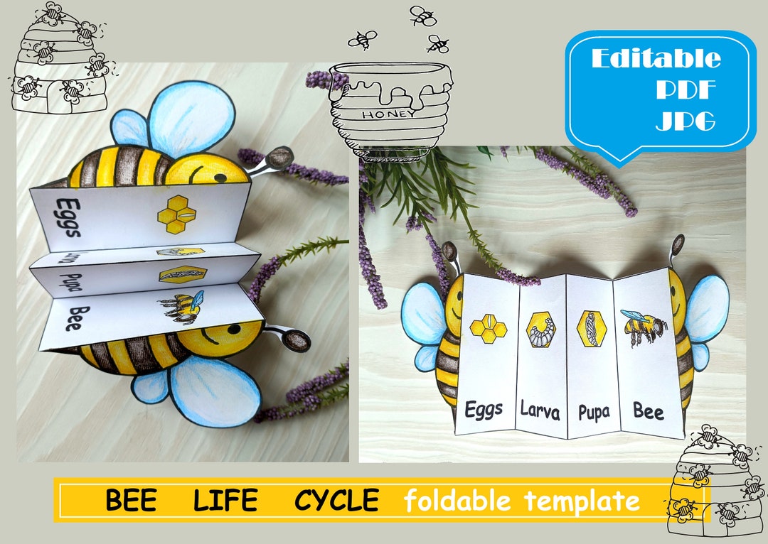 Bee Life Cycle Printable, Foldable Bee Life Cycle, Montessori Digital ...