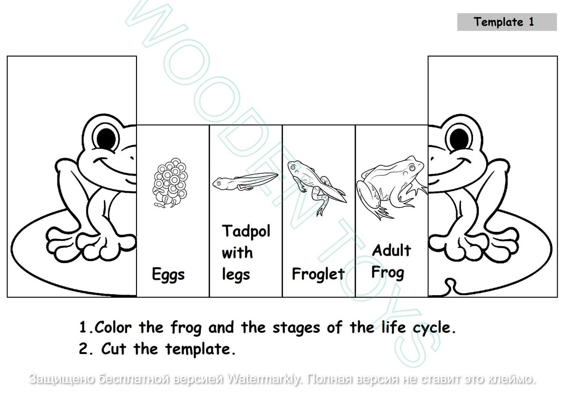 Frog Life Cycle Printable PDF Foldable Frog Life Cycle - Etsy