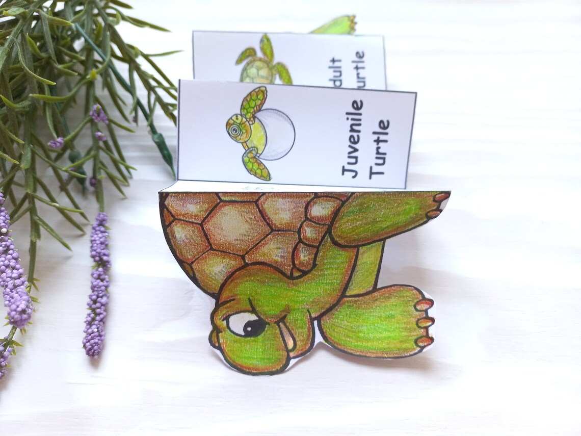 Turtle Life Cycle Montessori Cards Digital Download Print - Etsy