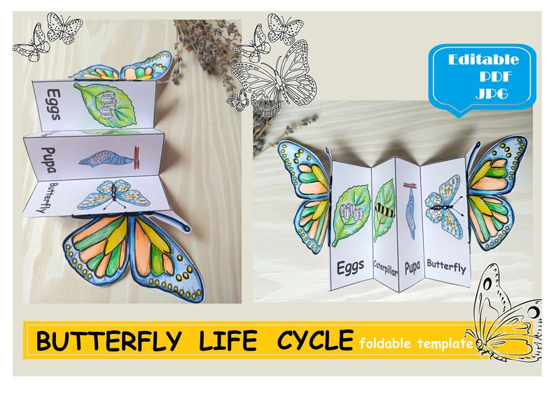 Butterfly Life Cycle, Foldable Butterfly, Montessori Cards Butterfly ...