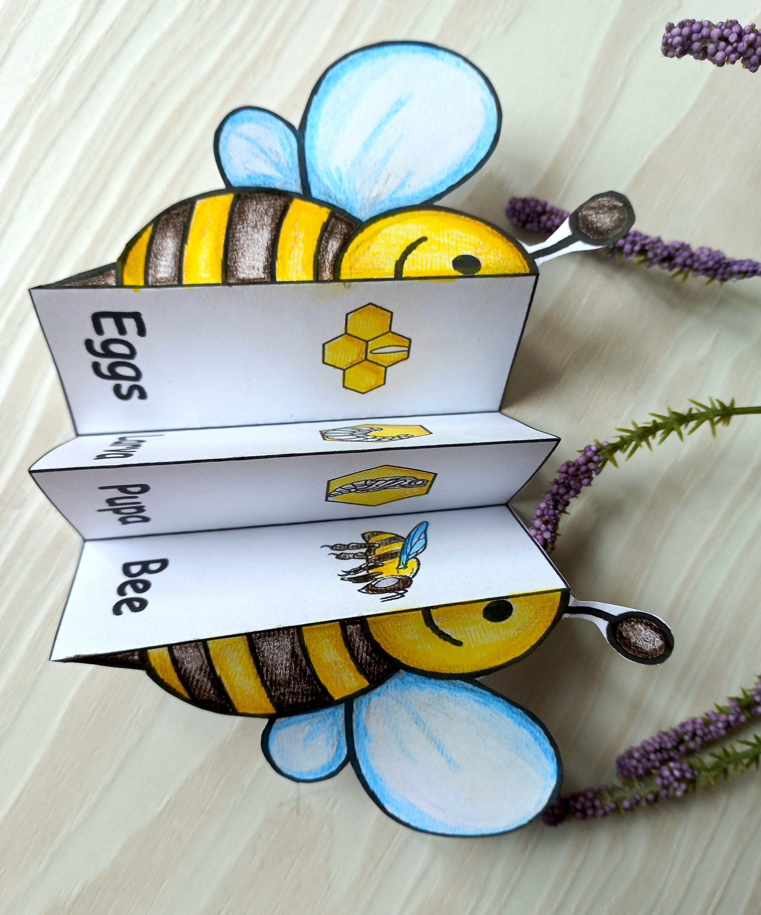 Bee Life Cycle Printable Foldable Bee Life Cycle Montessori - Etsy