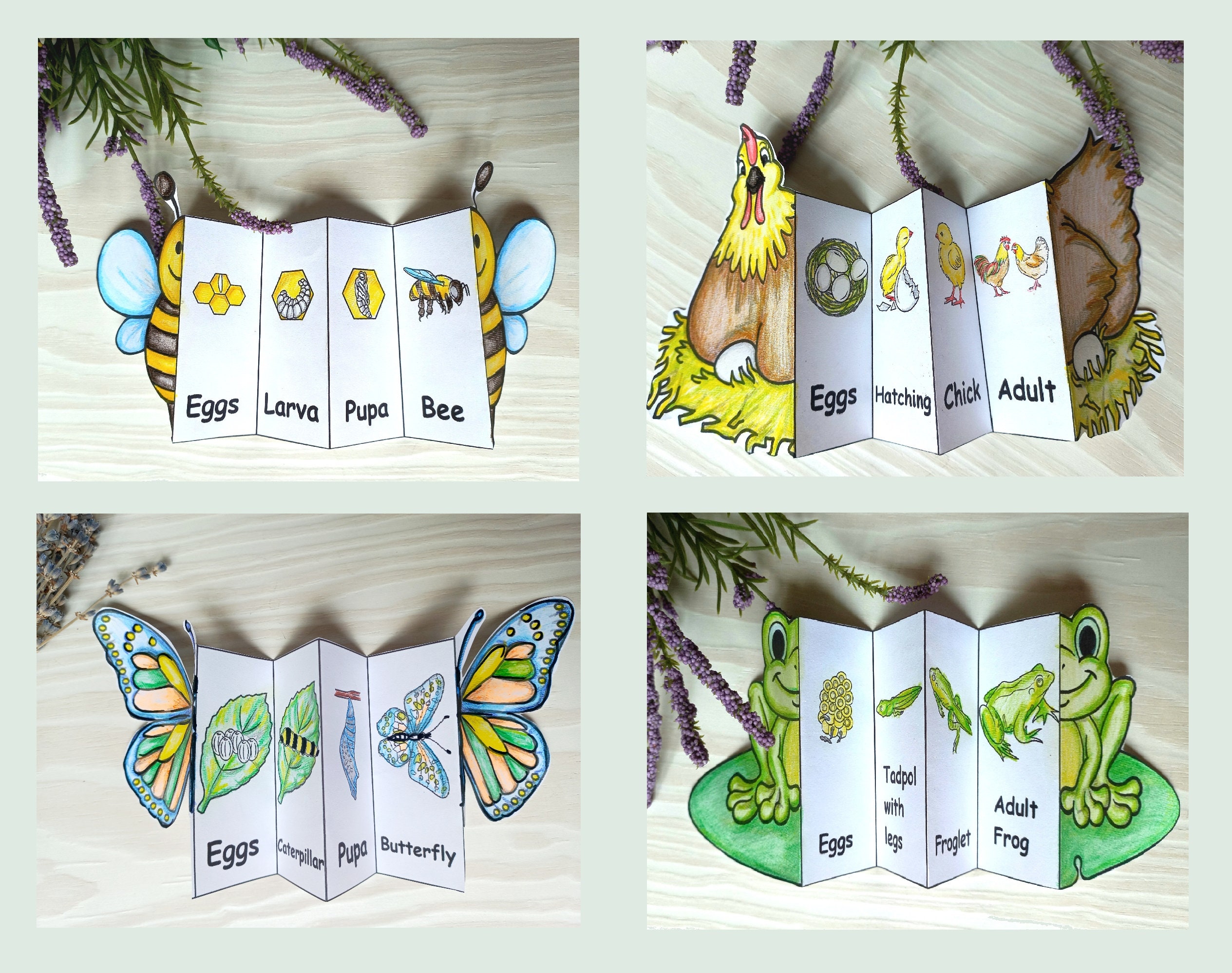 Chicken Life Cycle Foldable Kids Craft Montessori Digital - Etsy