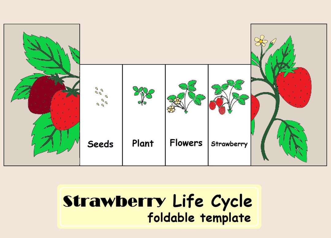 Strawberry Life Cycle, Montessori Digital Montessori Busy Book Activity ...