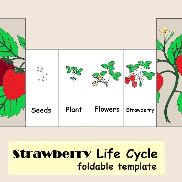Strawberry Life Cycle - Etsy
