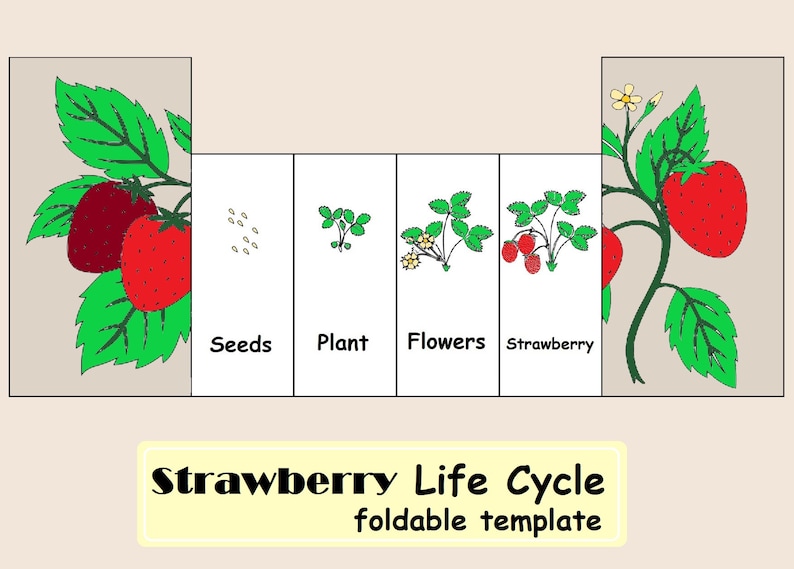 Strawberry Life Cycle Montessori Digital Montessori Busy Book - Etsy