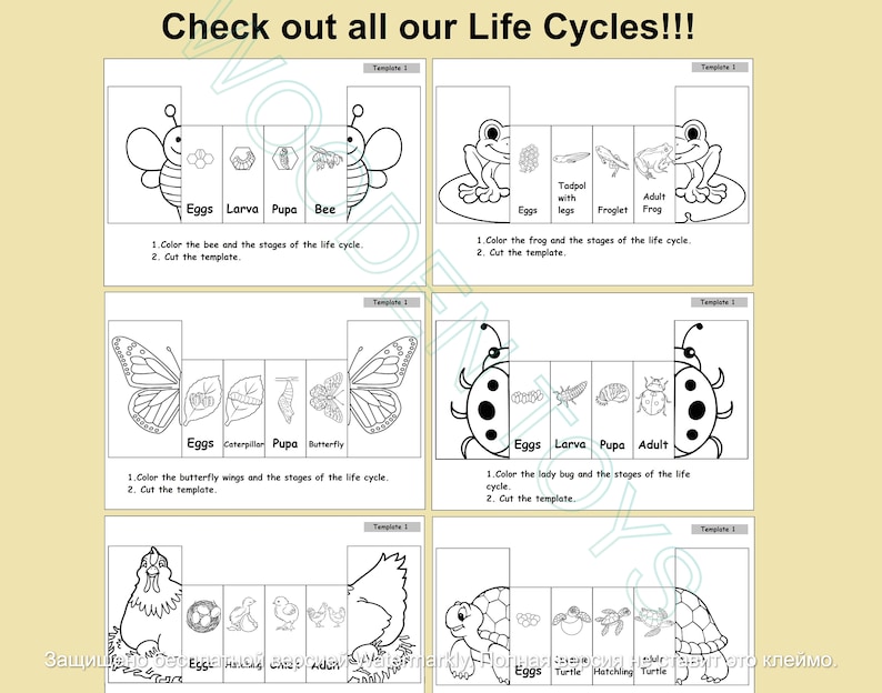 Butterfly Life Cycle Foldable Butterfly Montessori Cards - Etsy