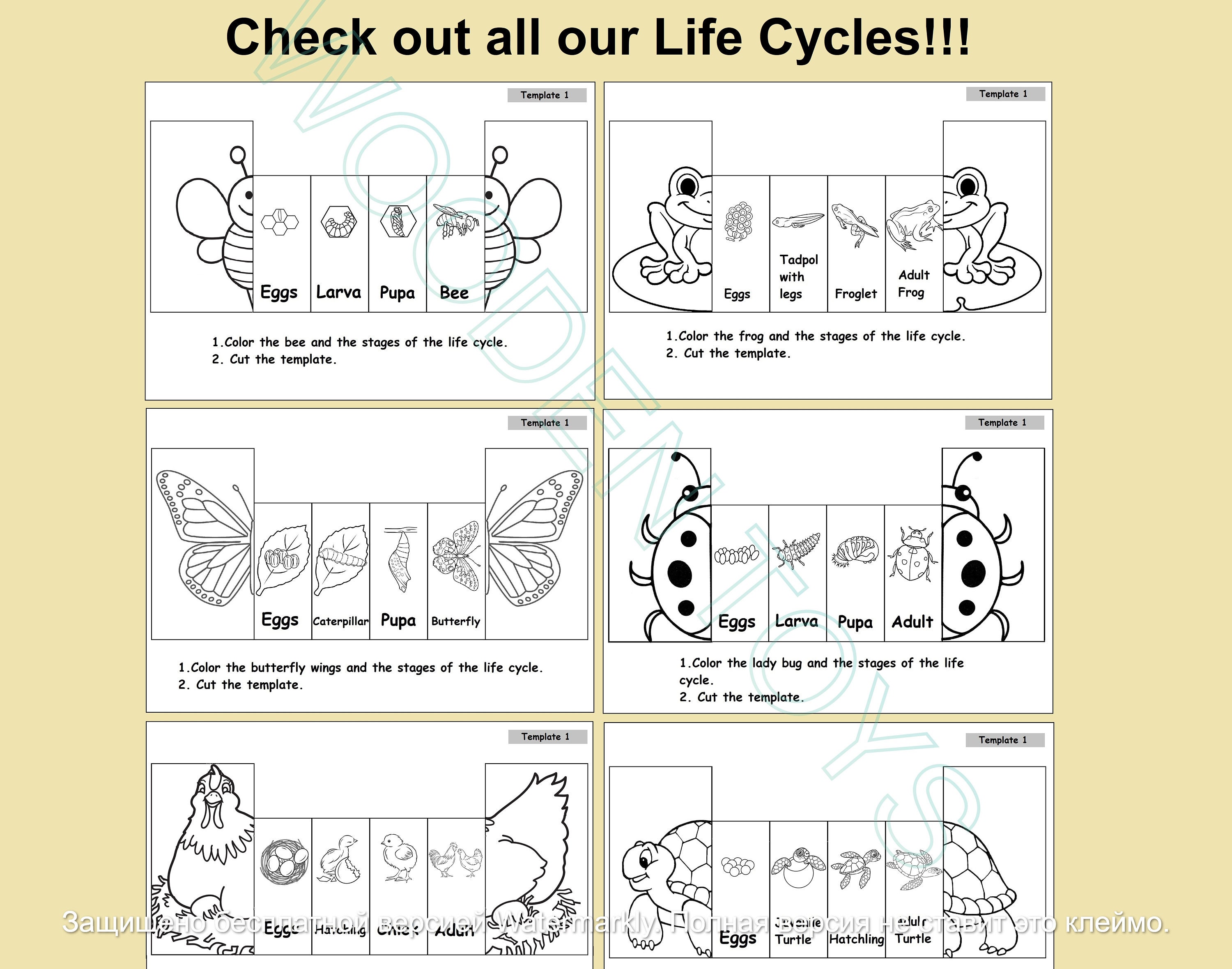 Butterfly Life Cycle Foldable Butterfly Montessori Cards - Etsy