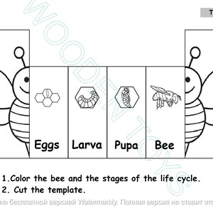 Bee Life Cycle Printable, Foldable Bee Life Cycle, Montessori Digital ...