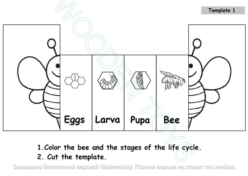 Bee Life Cycle Printable, Foldable Bee Life Cycle, Montessori Digital ...