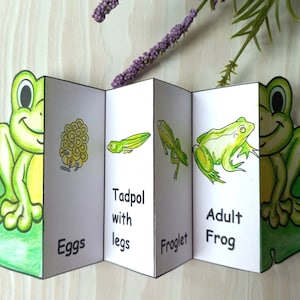 Frog Life Cycle, Printable PDF Foldable Frog Life Cycle Learning ...