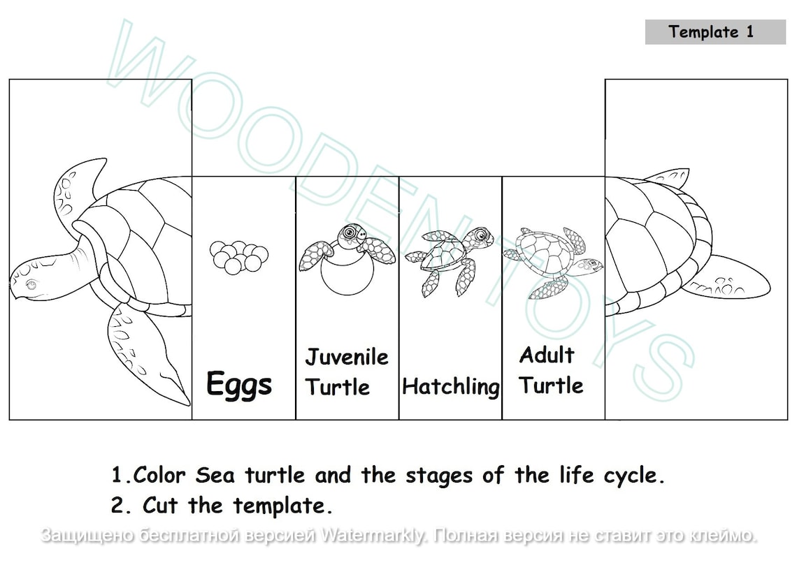 Turtle Life Cycle Montessori Cards Digital Download Print - Etsy