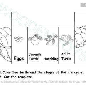 Turtle Life Cycle, Montessori Cards, Digital Download Print Learning ...