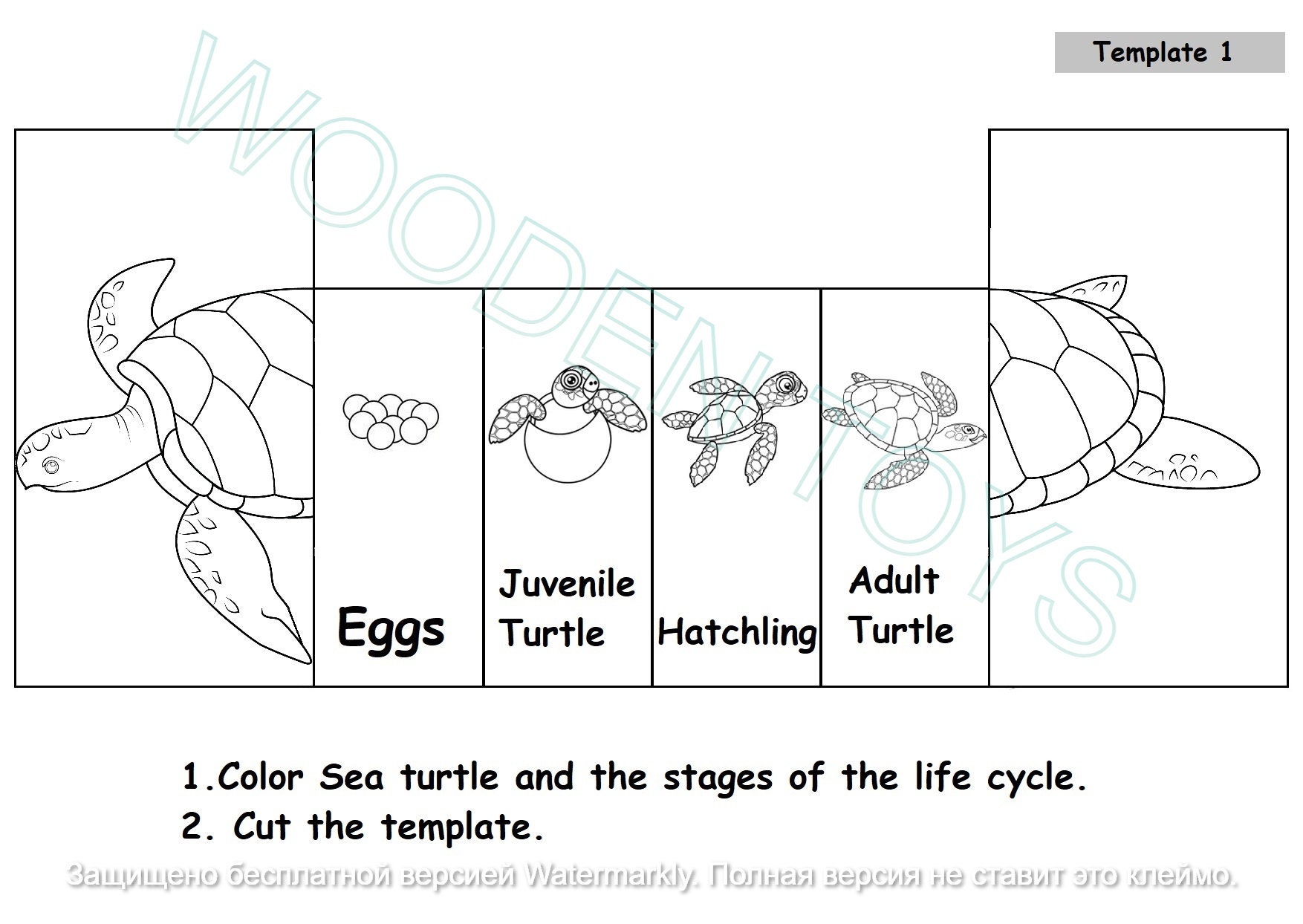 Turtle Life Cycle Montessori Cards Digital Download Print - Etsy