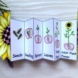 Sunflower Life Cycle, Montessori Cards, Digital Download Foldable Life ...