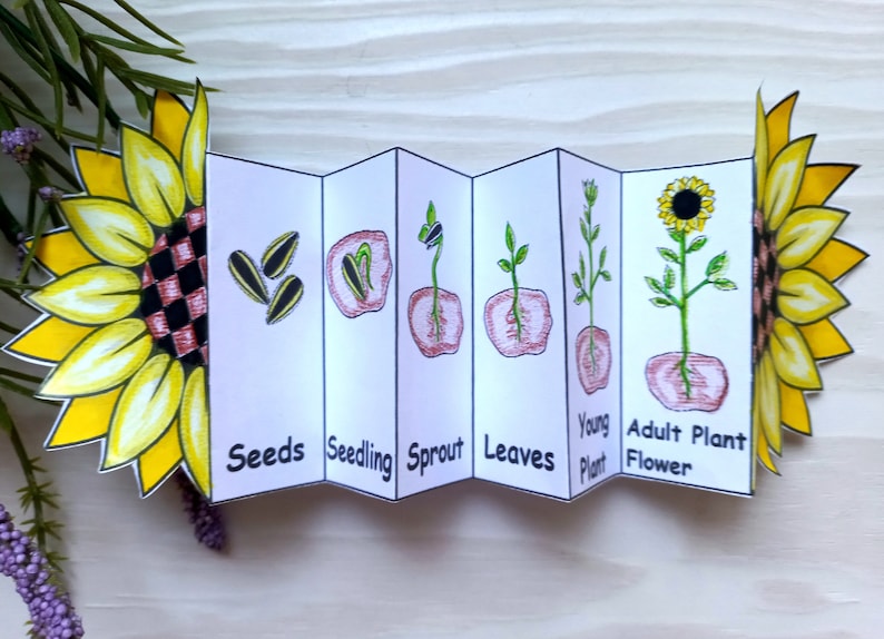 Sunflower Life Cycle, Montessori Cards, Digital Download Foldable Life ...