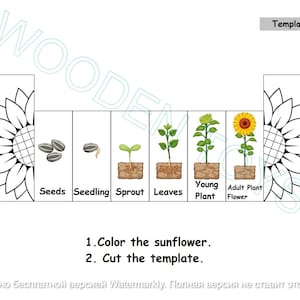 Sunflower Life Cycle, Montessori Cards, Digital Download Foldable Life ...