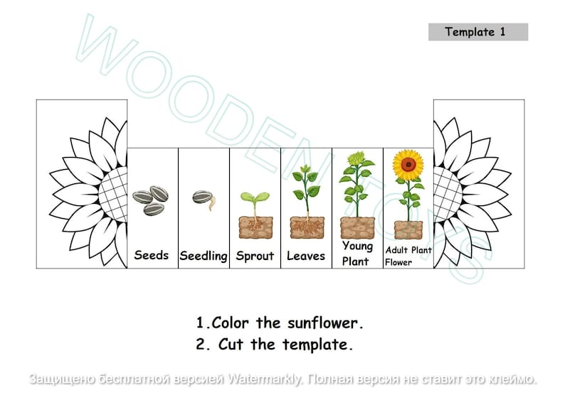 Sunflower Life Cycle Montessori Cards Digital Download - Etsy