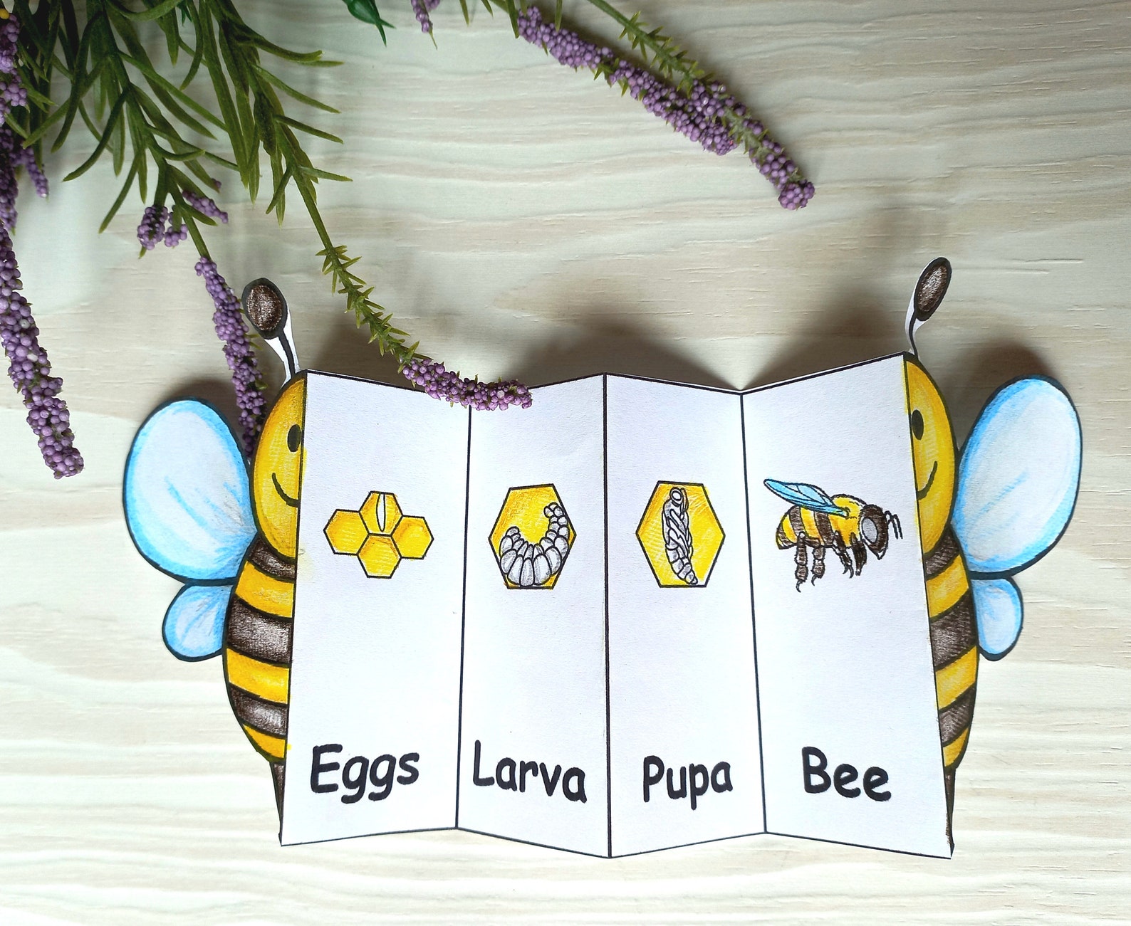 Bee Life Cycle Printable Foldable Bee Life Cycle Montessori - Etsy