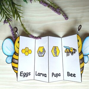 Bee Life Cycle Printable, Foldable Bee Life Cycle, Montessori Digital ...