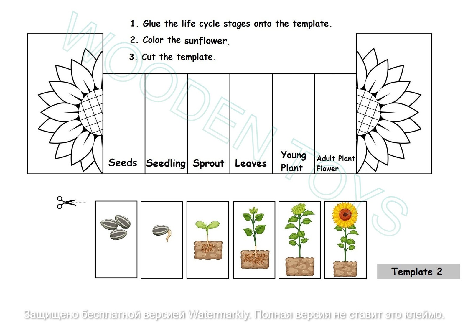 Sunflower Life Cycle Montessori Cards Digital Download - Etsy