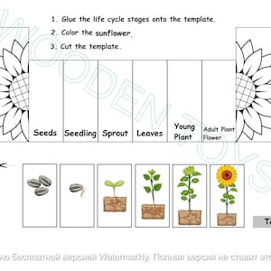 Sunflower Life Cycle, Montessori Cards, Digital Download Foldable Life ...