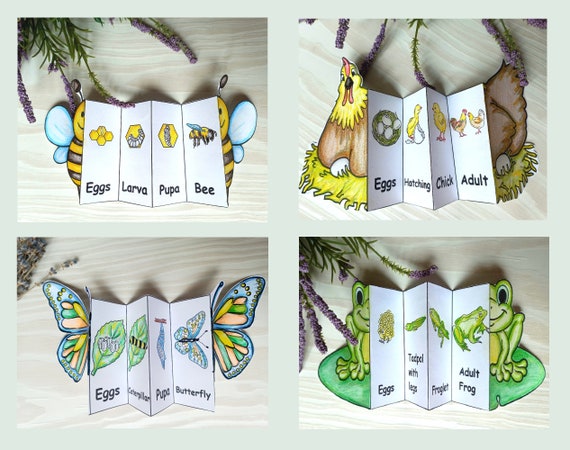 Dibujos Para Colorear Del Ciclo De Vida De Las Mariposas