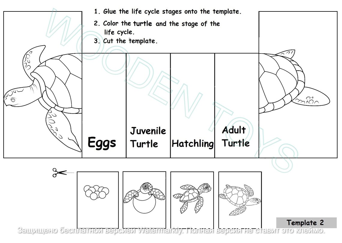 Turtle Life Cycle Montessori Cards Digital Download Print - Etsy