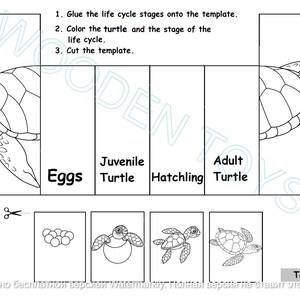 Turtle Life Cycle, Montessori Cards, Digital Download Print Learning ...