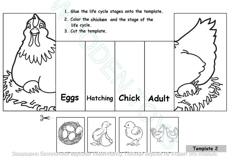 Chicken Life Cycle Foldable Kids Craft Montessori Digital - Etsy