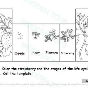 Strawberry Life Cycle, Montessori Digital Montessori Busy Book Activity ...