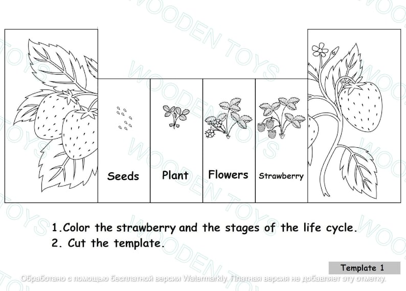 Strawberry Life Cycle, Montessori Digital Montessori Busy Book Activity ...