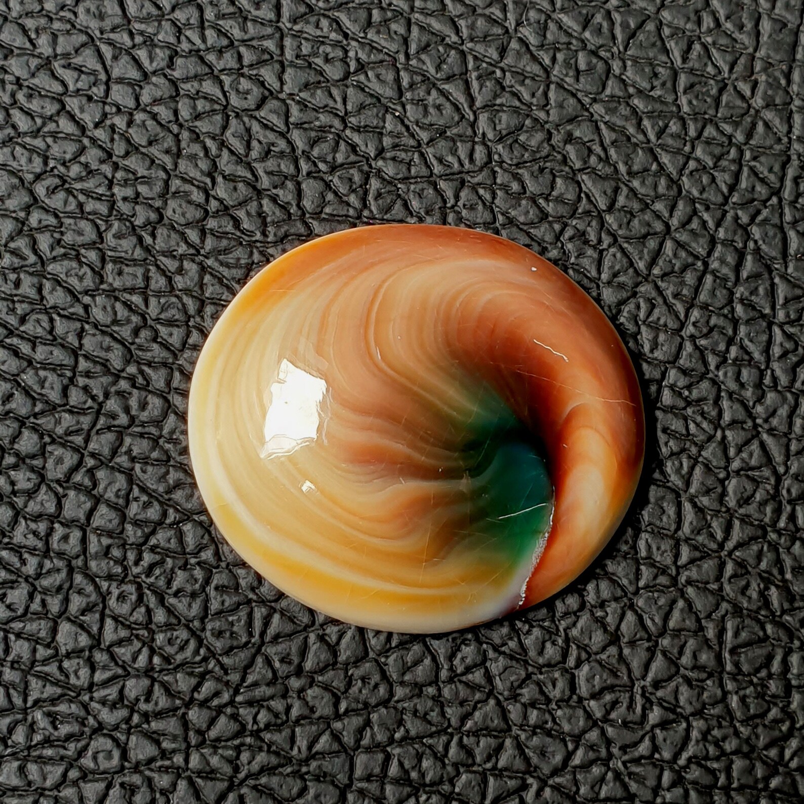 VERY Smooth Shiva Eye Shell Gemstone Smooth Polished Shiva Eye | Etsy