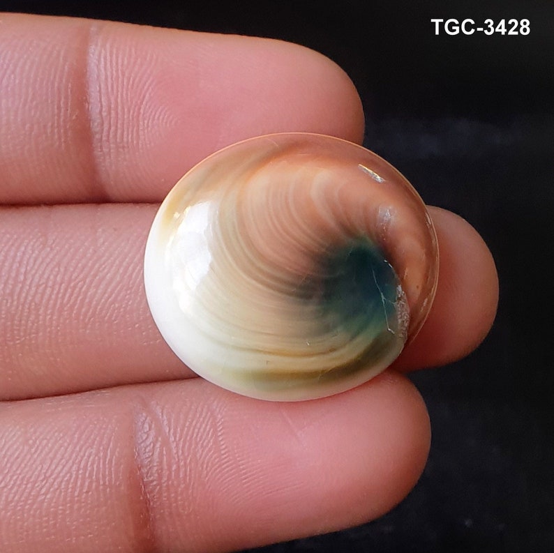 Shiva Eye Shell Natural Shiva Eye Gemstone High Quality - Etsy