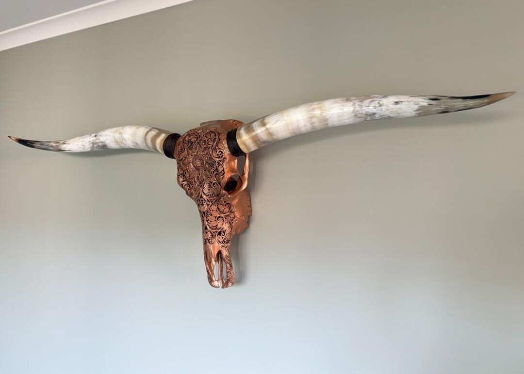 Authentic Longhorn Skull, Extra Large Longhorn Skull, Cow Longhorn ...