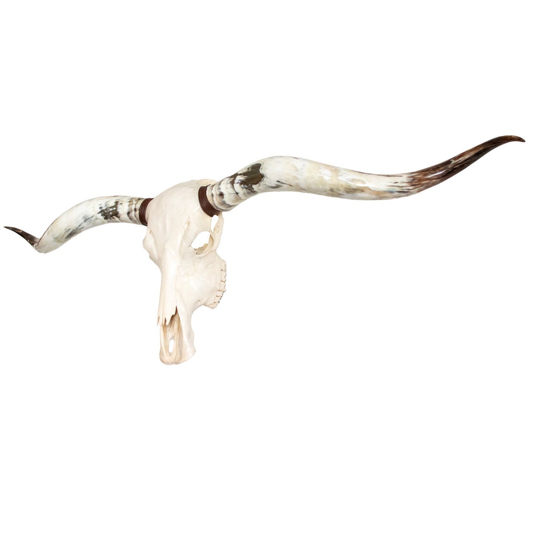 Authentic Longhorn Skull, Extra Large Longhorn Skull, Texas Cow ...