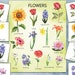 Flower Identification Printable Cards and Poster. Montessori - Etsy