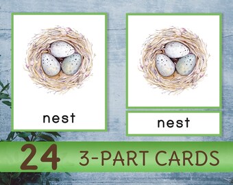 Insect Montessori Printable 3-part Cards. Preschool and Kindergarten ...