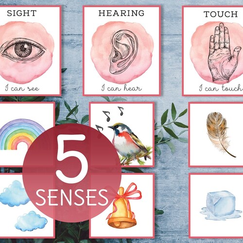 Five Senses Sorting Printable Activity 5 Senses Matching Etsy