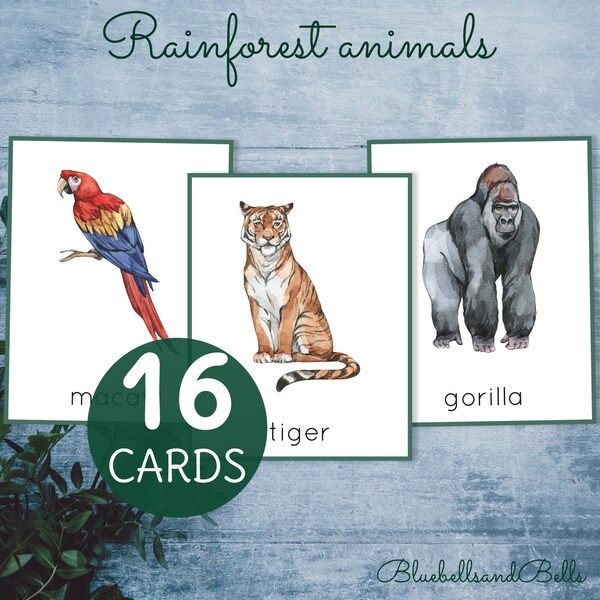 Animal Flash Cards - Etsy