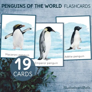 Penguins of the World Flash Cards. Types of Penguins Printable Cards ...