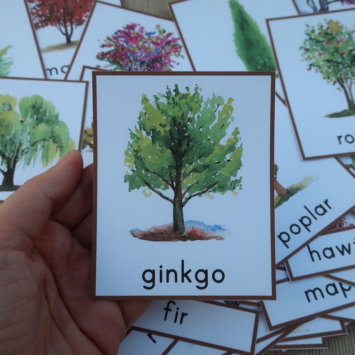 Trees Montessori 3 Part Cards. Tree Identification Cards. - Etsy